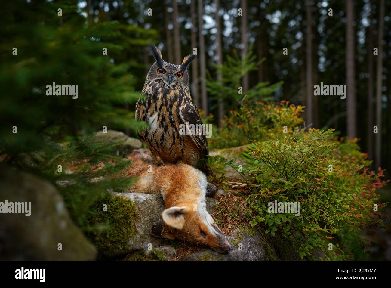 Eagle owl fox hi-res stock photography and images - Alamy