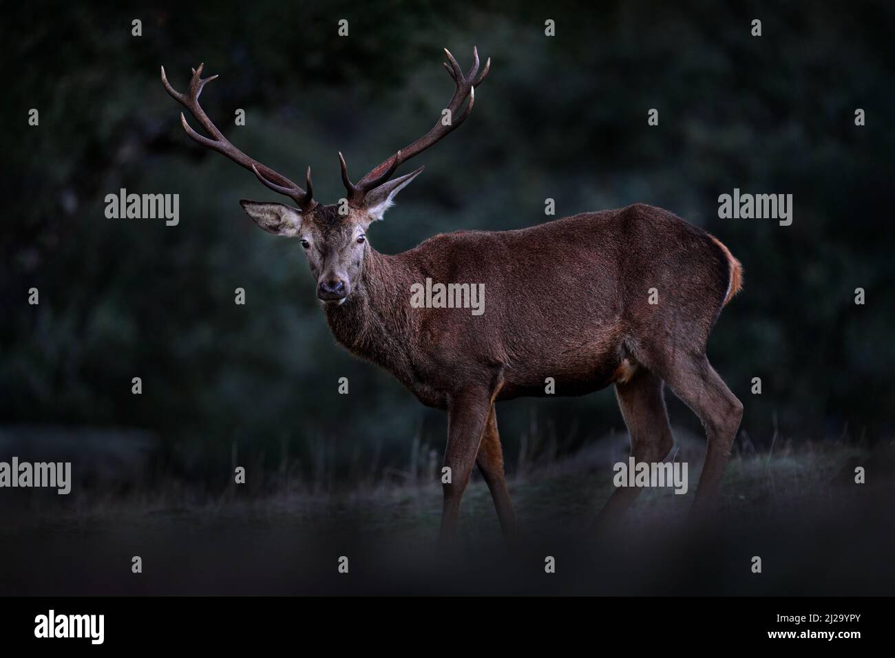 Deer from Spain in Sierra de Andujar mountain. Rutting season Red deer ...