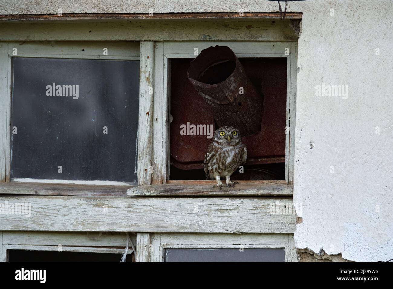 Little Owl in house window, Athene noctua, bird in old roof tile. Urban ...