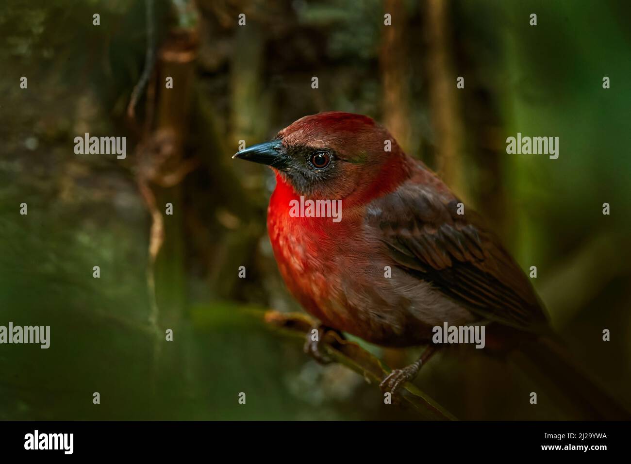 Red-throated Ant-Tanager, Habia fuscicauda, red bird in the nature ...