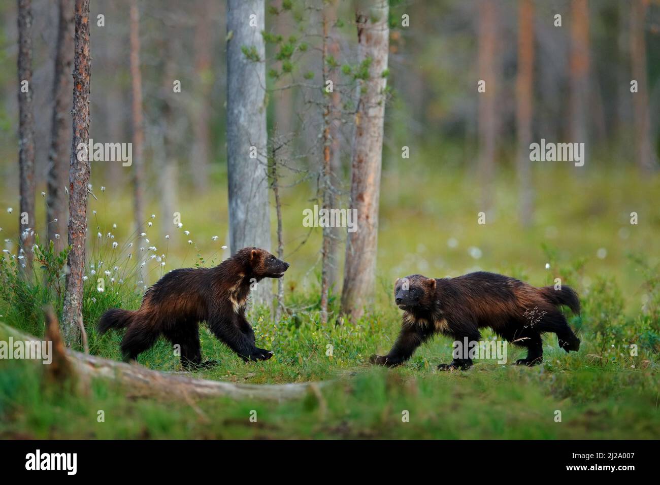 Russia wildlife. Wolverine running with catch in taiga. Wildlife scene ...