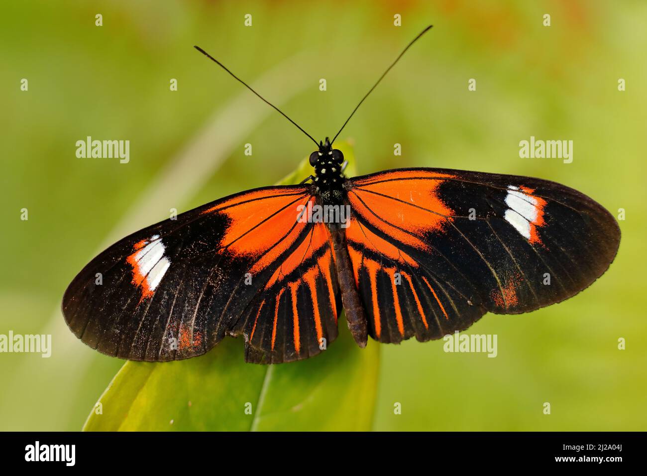 Postman Butterfly, Heliconius melpomene, from Mexico in the nature ...