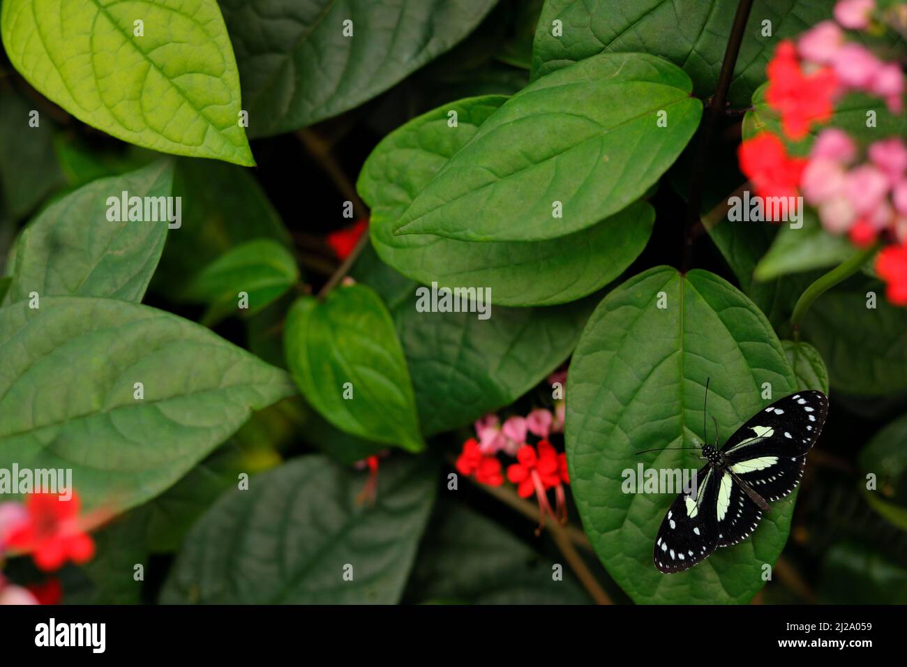 Heliconius atthis, the false zebra longwing in the nature habitat ...