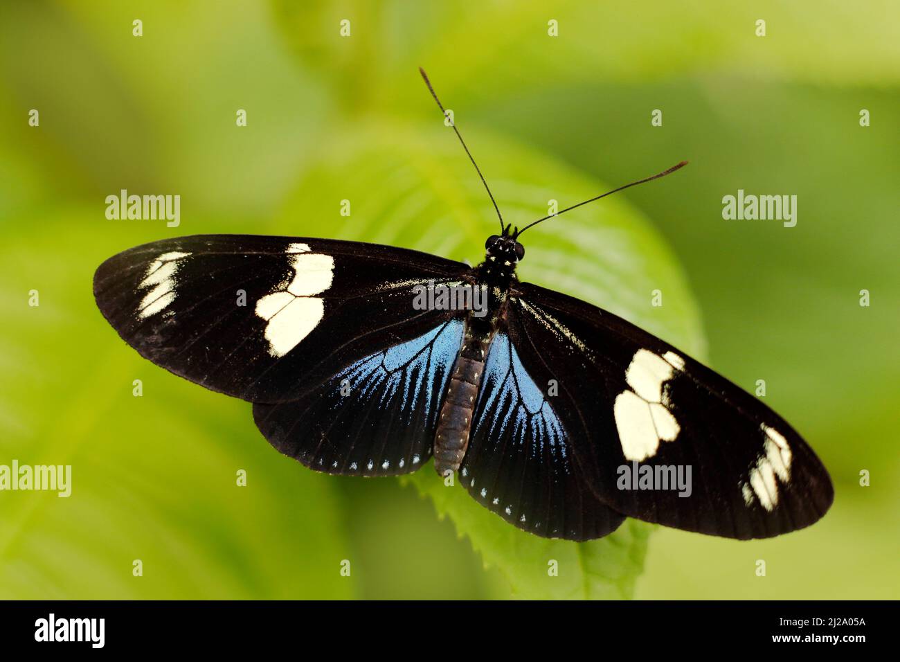 Butterfly, wildlife nature. Heliconius doris, Doris longwing, butterfly ...