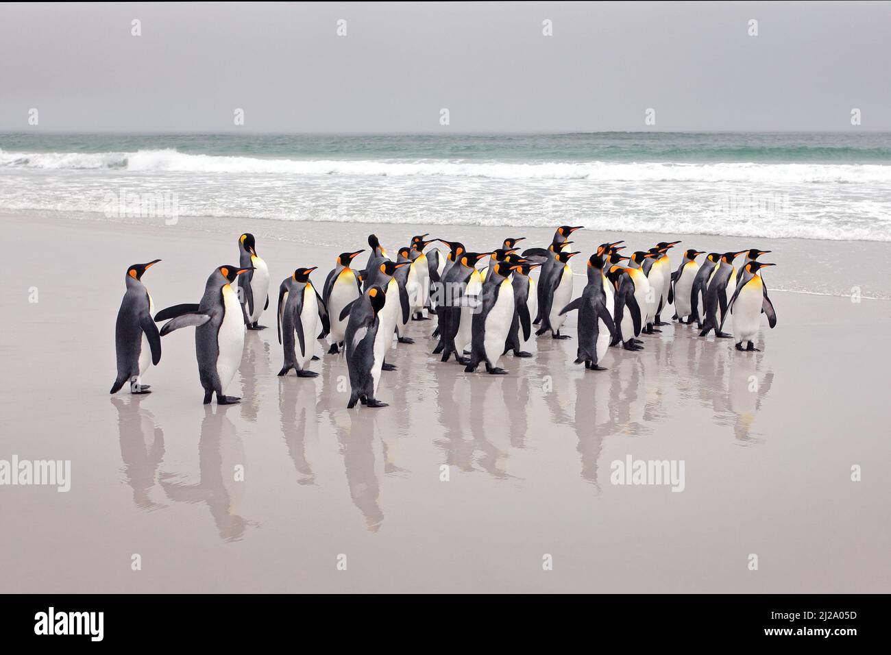 Penguin colony. Group of king penguins coming back from sea to the ...