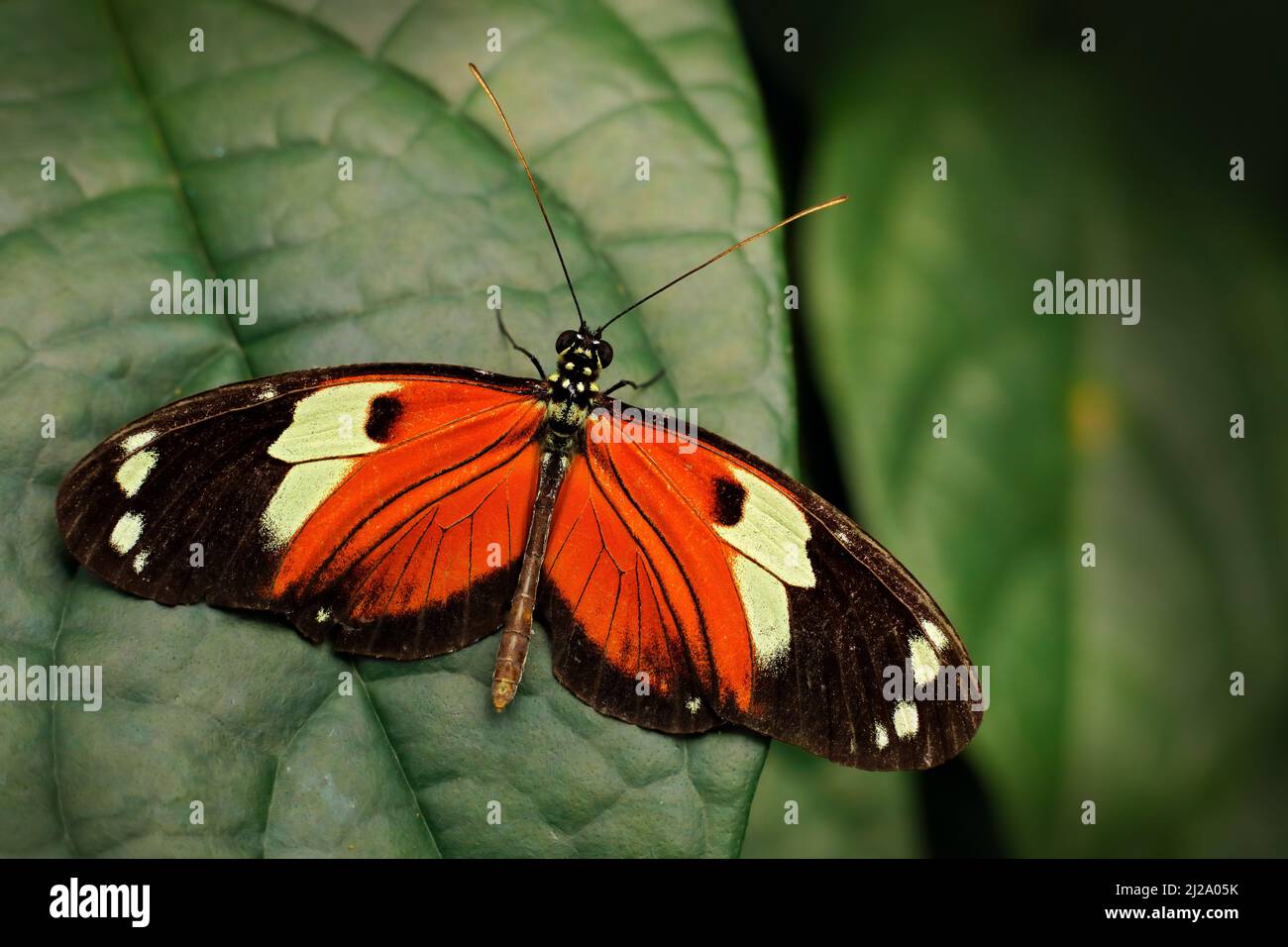 Moth from peru hi-res stock photography and images - Alamy