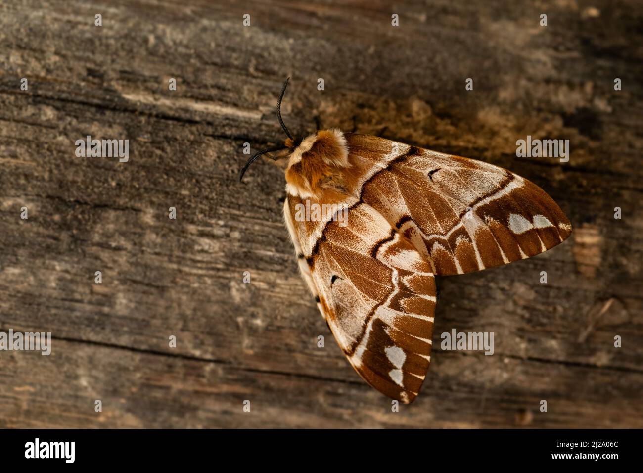 The kentish glory moth hi-res stock photography and images - Alamy