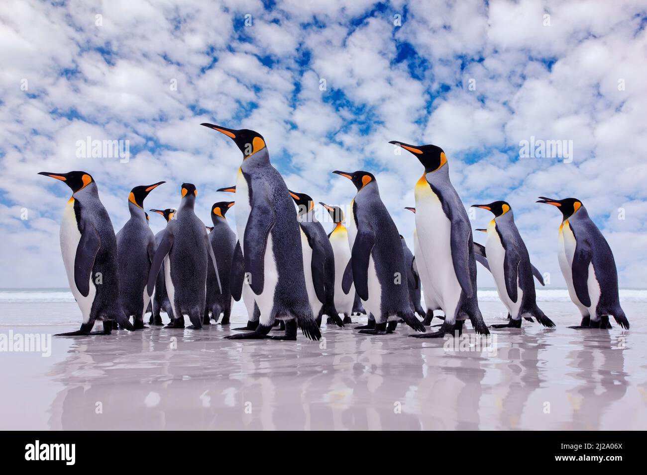 Antarctica wildlife, penguin colony. Group of king penguins coming back ...