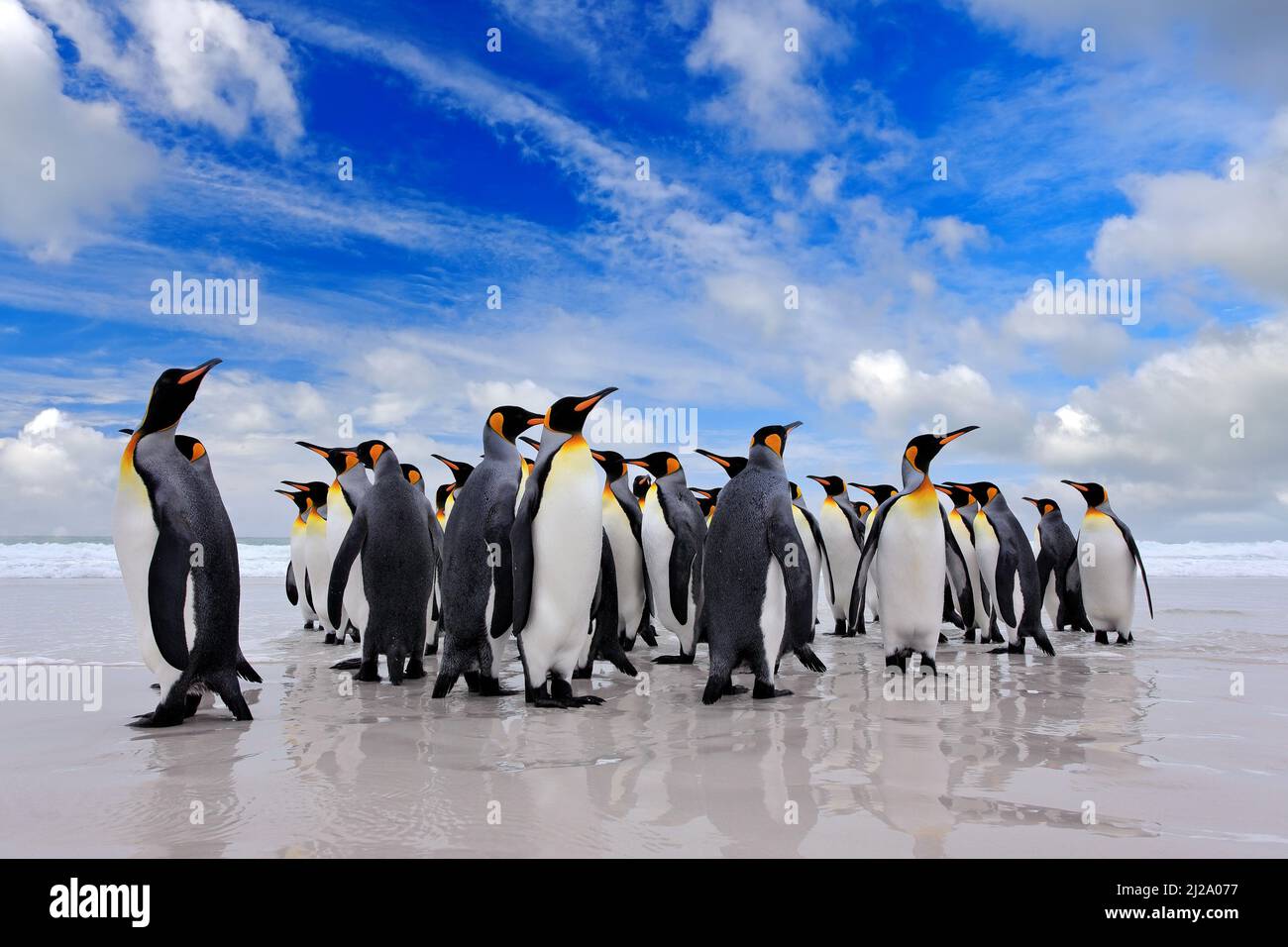 Antarctica wildlife, penguin colony. Group of king penguins coming back ...