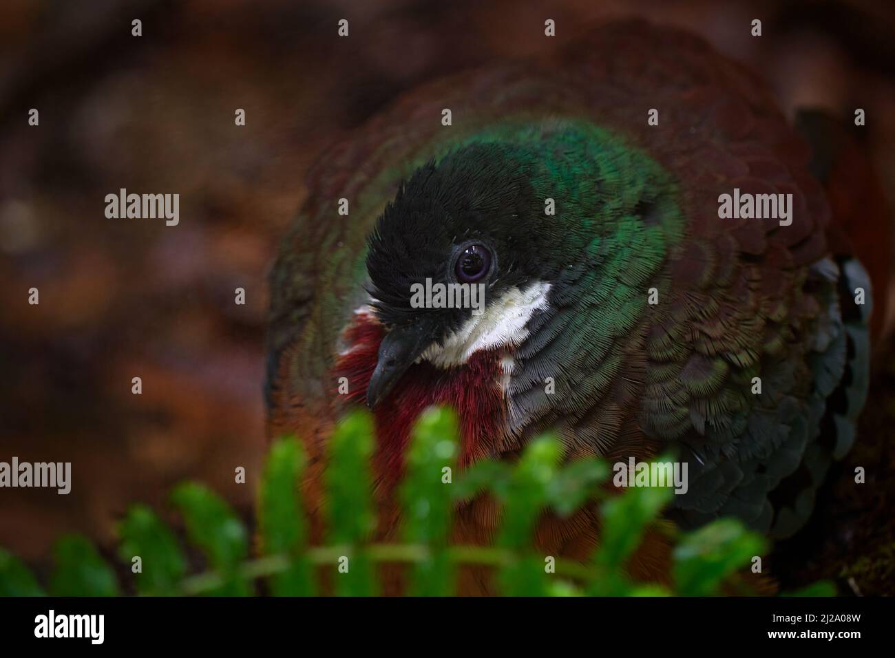 Red-bellied fruit dove, Ptilinopus greyi, in lowland forest in New ...