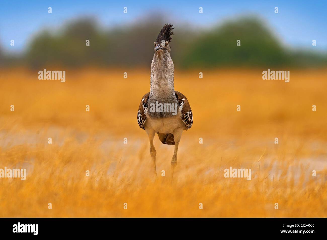 Kori bustard, Ardeotis kori, largest flying bird native to Africa. Bird ...