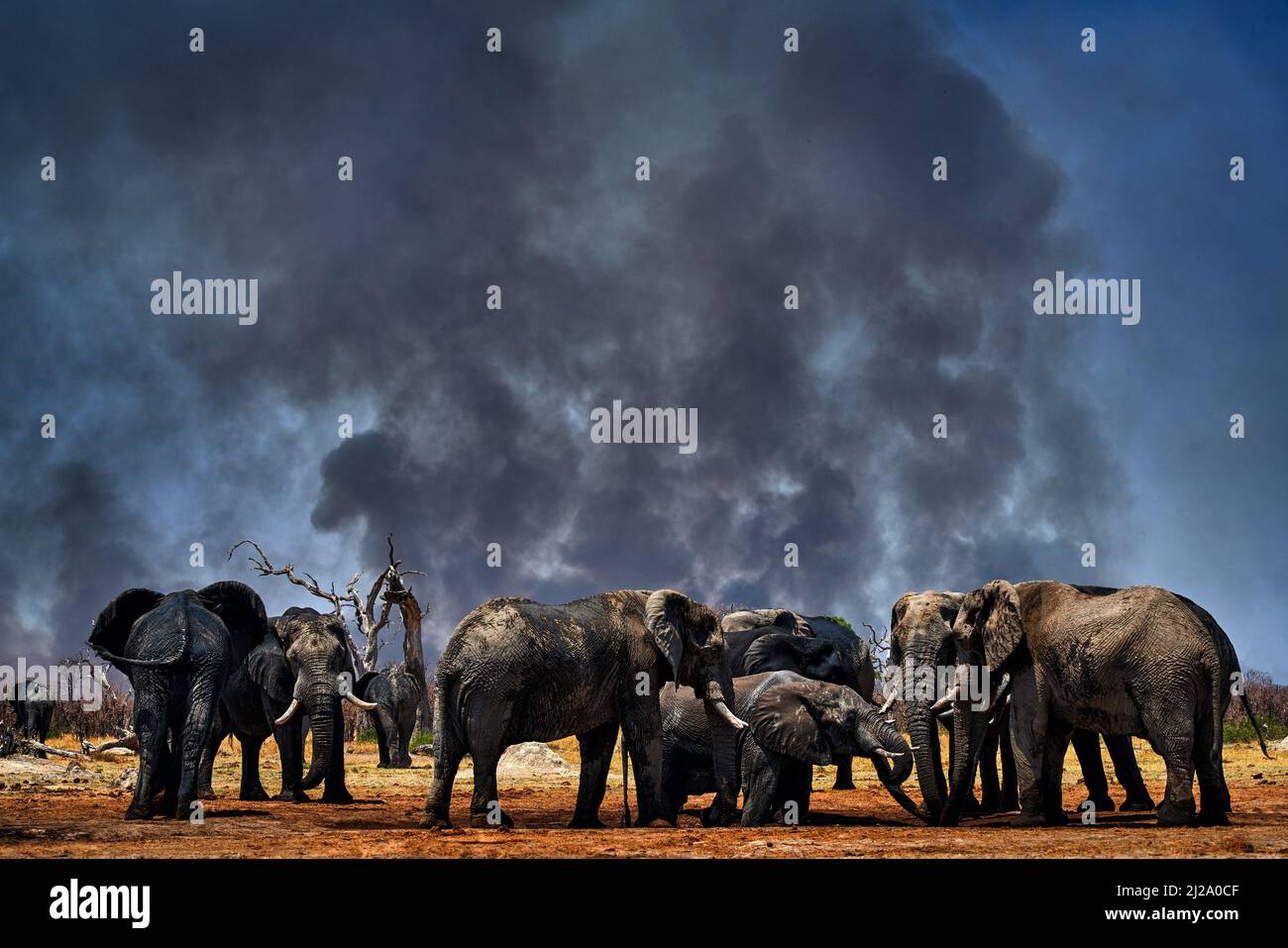 Wildfire in Africa, herd of elephants in smother smoke and black ash ...