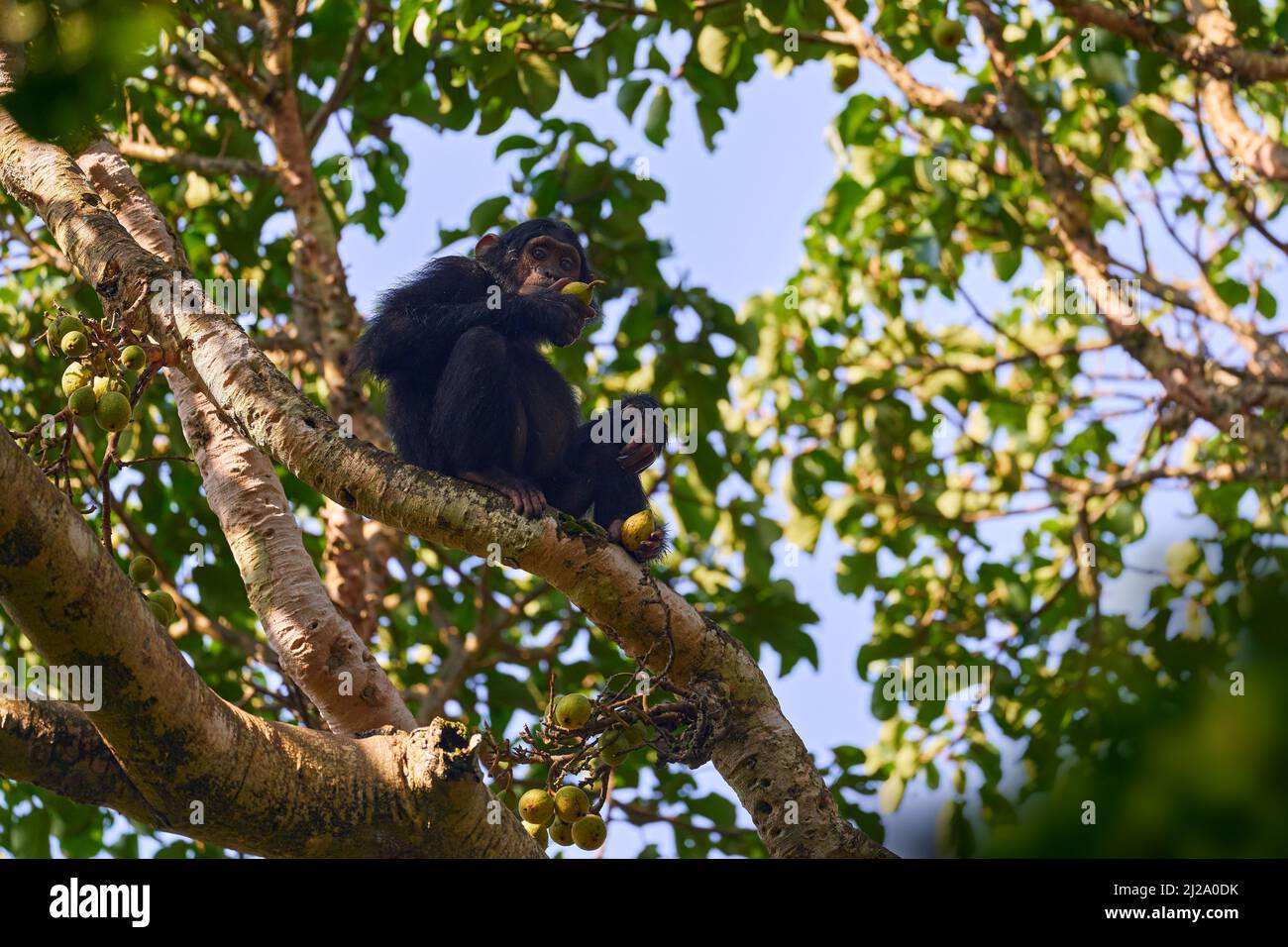 Chimpanzee, Pan troglodytes, on the tree in Kibale National Park in ...