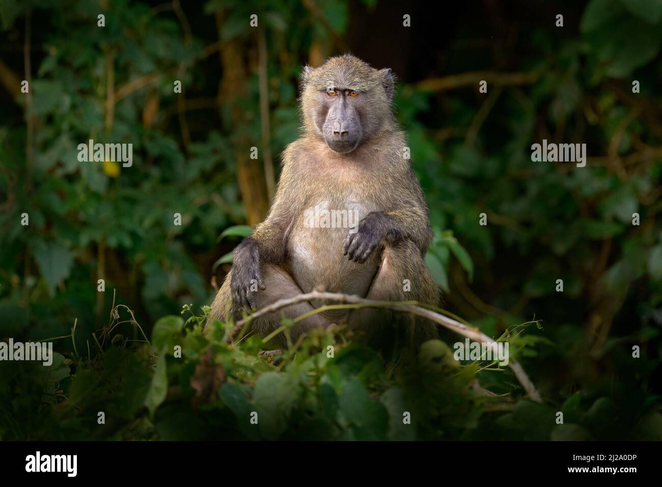 Olive baboon, Papio anubis, in the green vegetation, Kibale Forest in ...