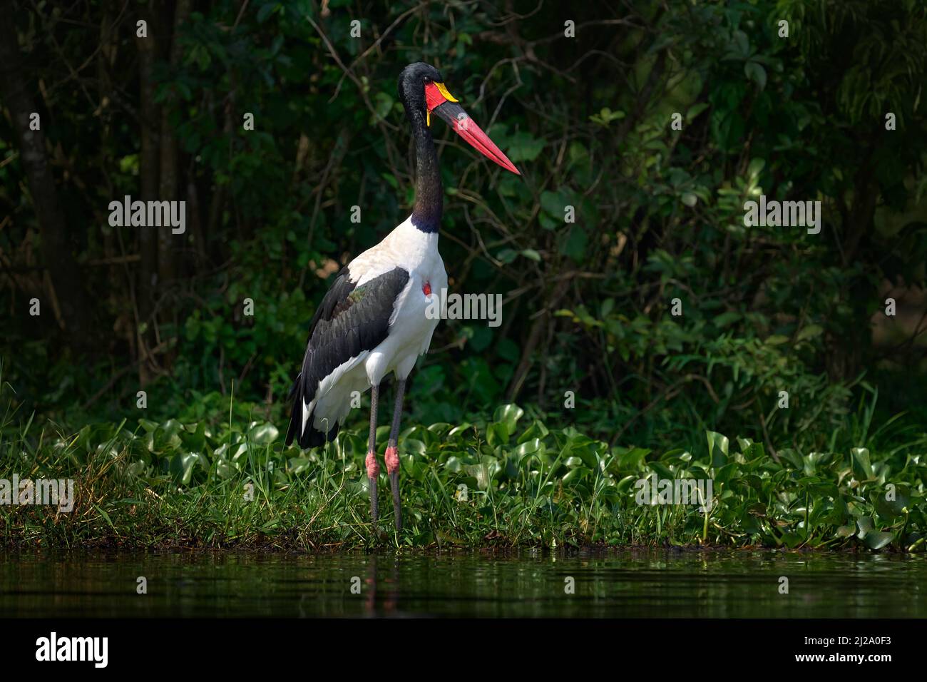 Saddle-billed stork, or saddlebill, Ephippiorhynchus senegalensis, in ...