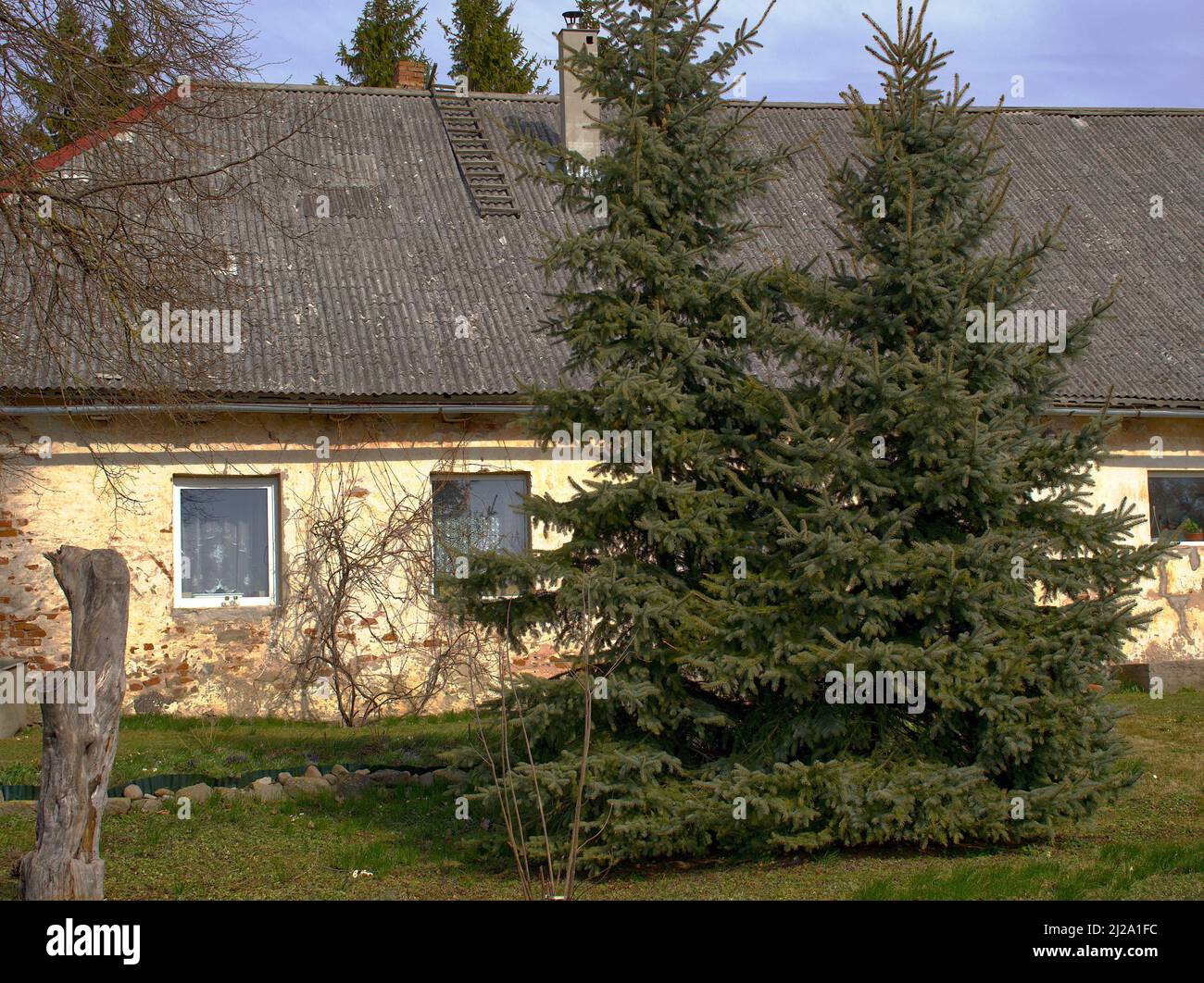 An old country house with fir trees in the foreground Stock Photo - Alamy