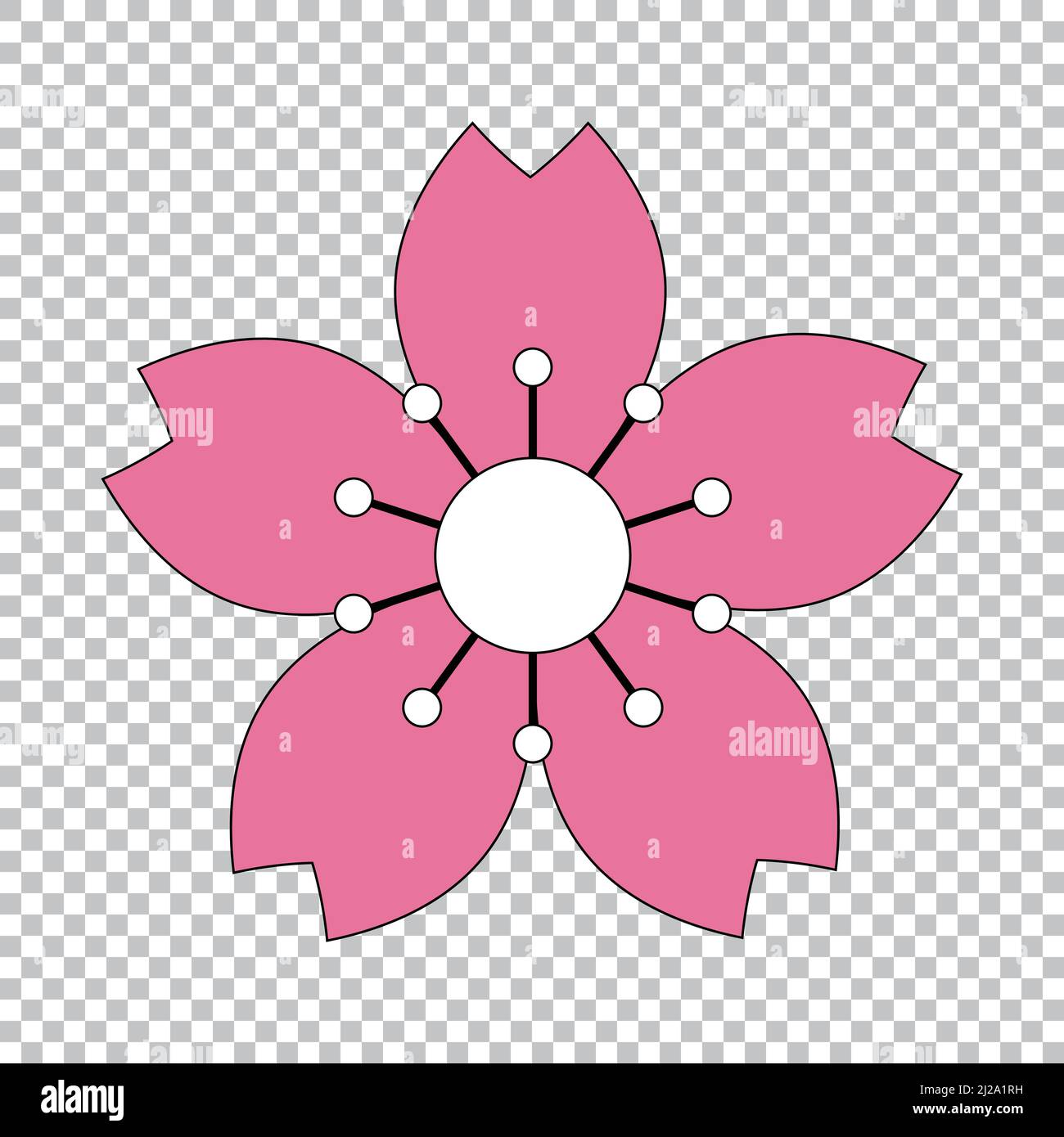 Pink cherry blossom isolated on a transparent background. Editable ...
