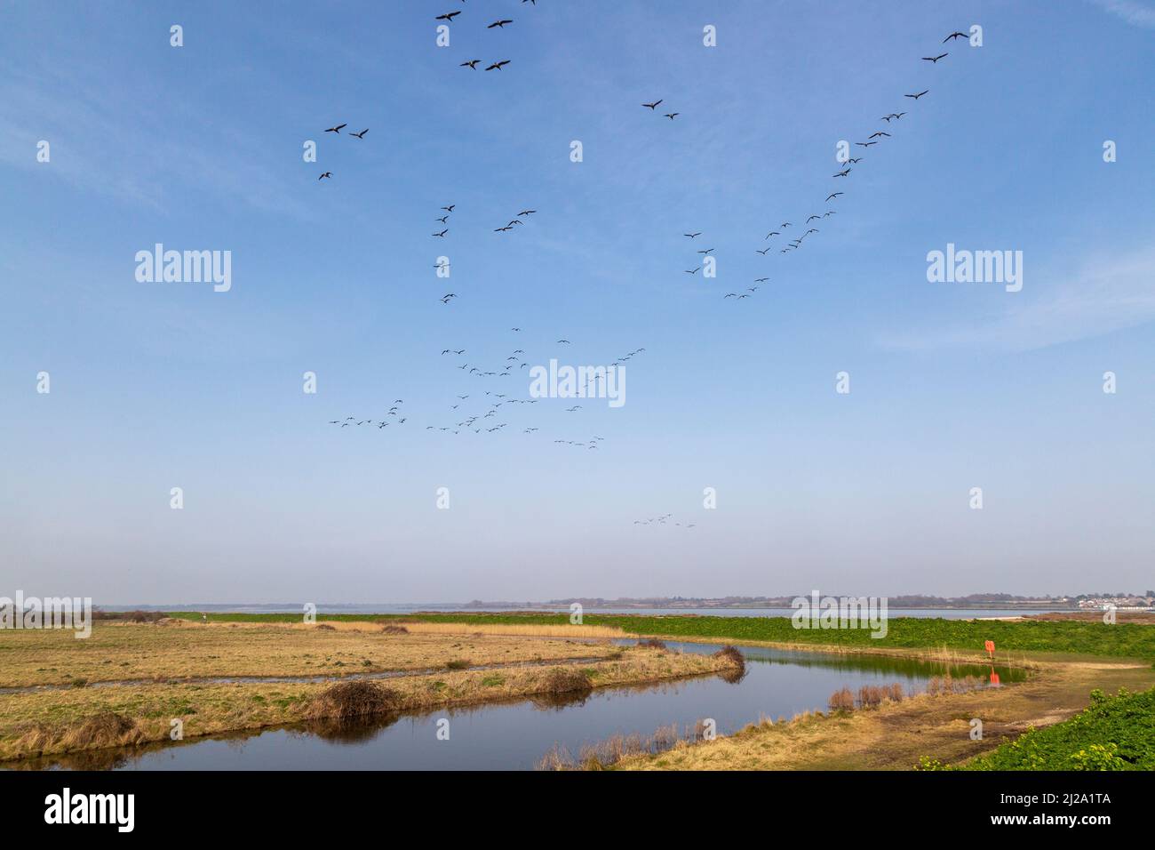 Flock of geese flying over coastal landscape, River Colne, East Mersea ...