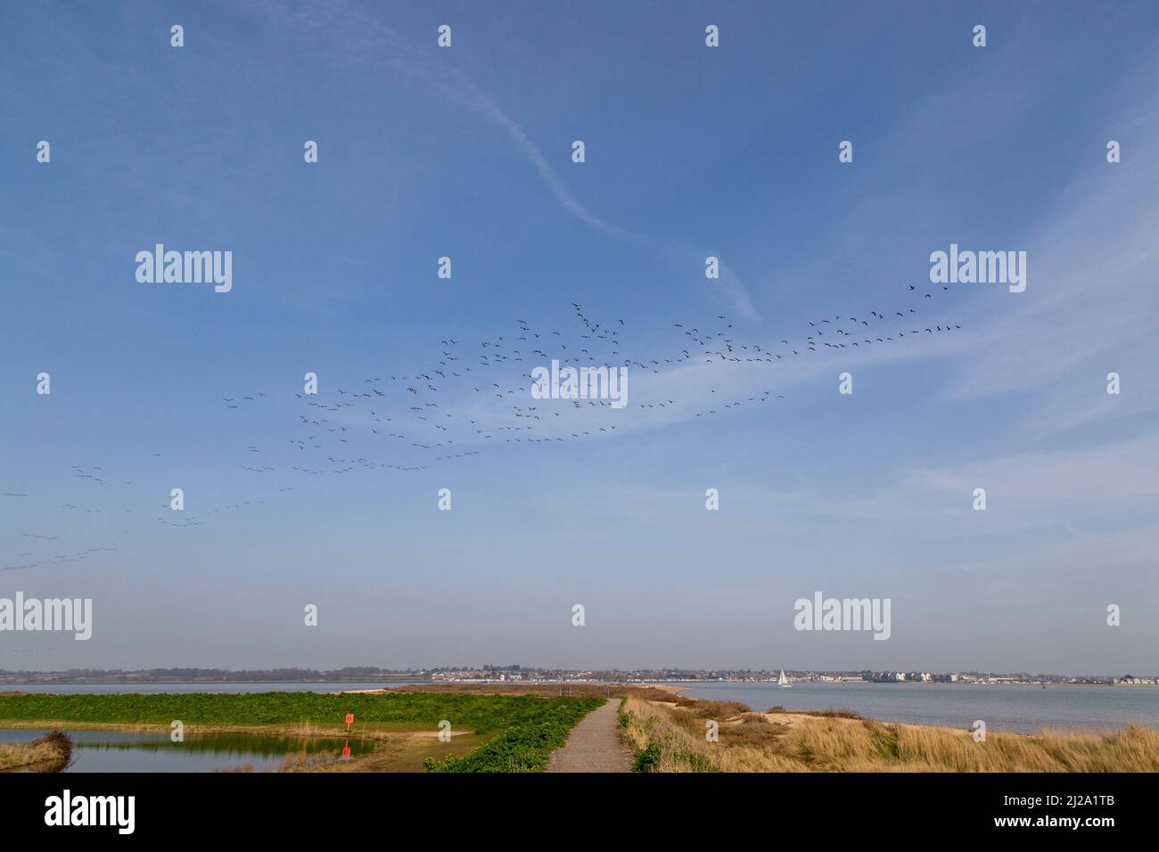Flock of geese flying over coastal landscape, River Colne, East Mersea ...