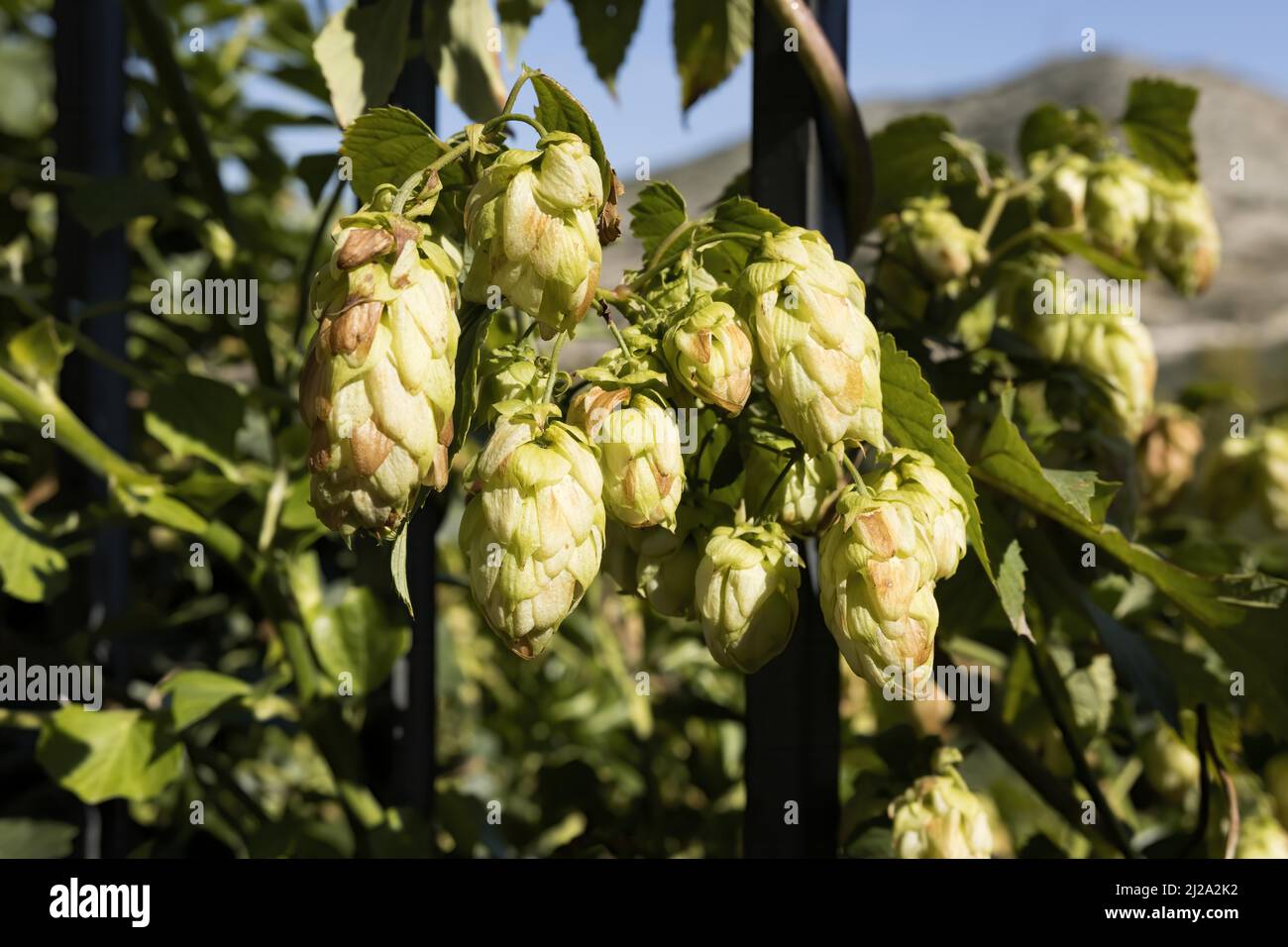 flower of Humulus lupulus, lupulo, common hop or hops isolated on white ...