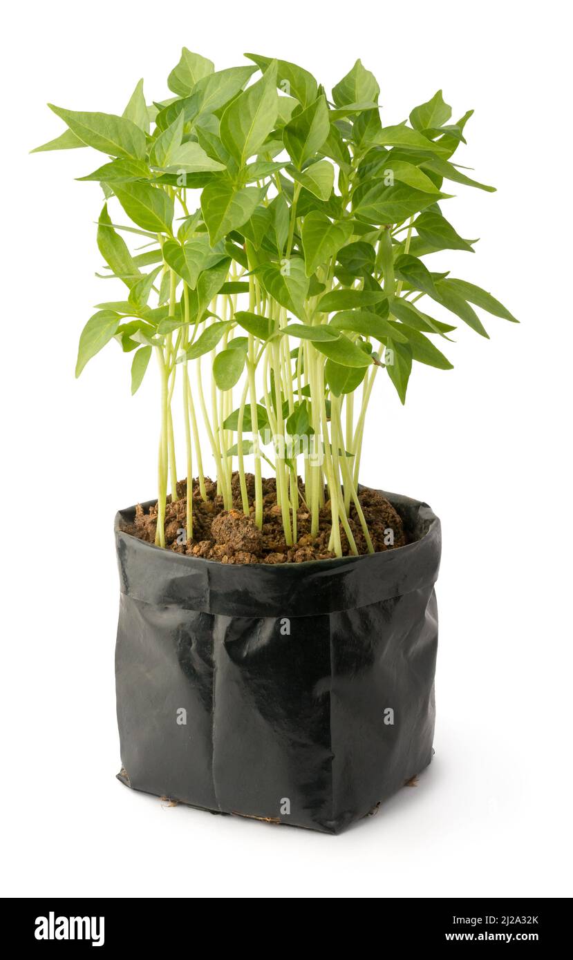 Chili plant fruit container hi-res stock photography and images - Alamy