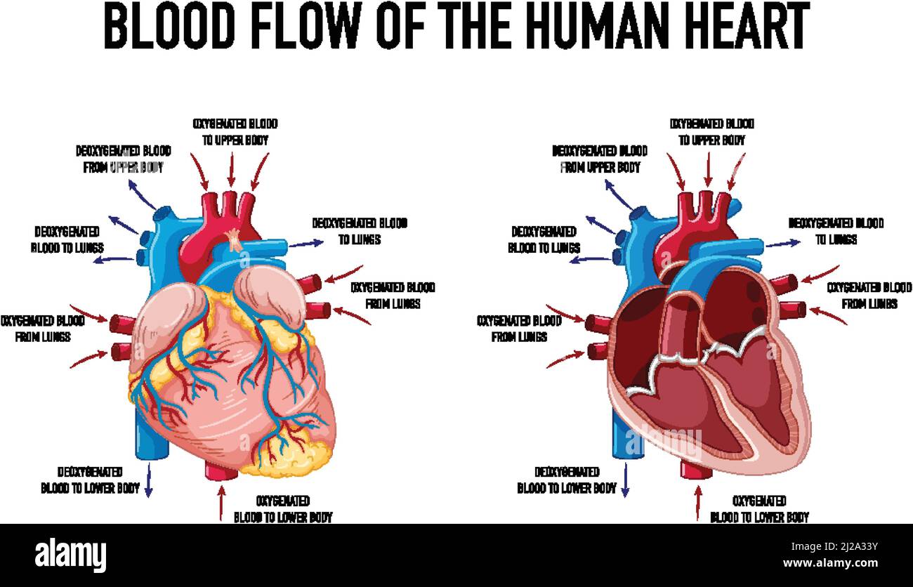 Diagram showing blood flow of human heart illustration Stock Vector ... Diagram showing blood flow of human heart illustration Stock Vector ...
