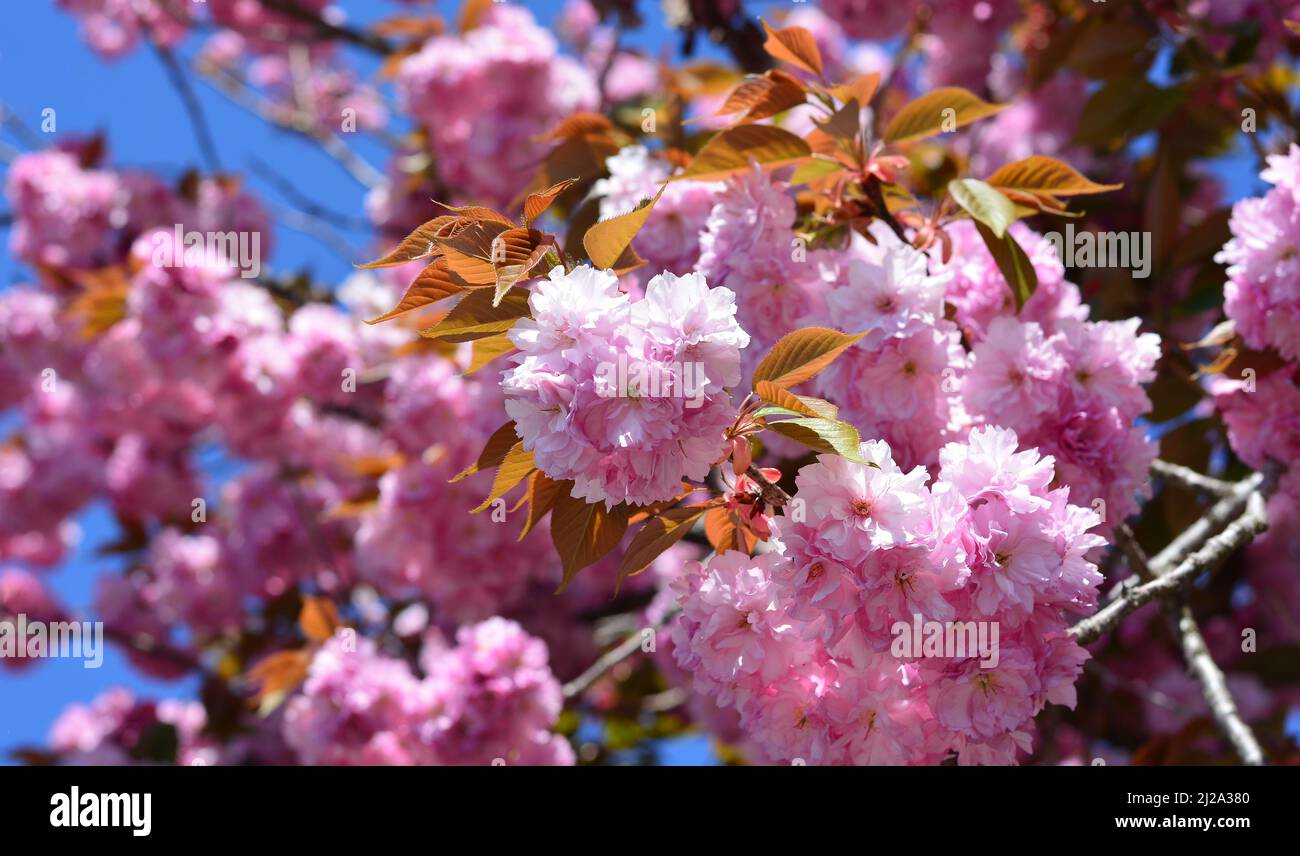the beautiful colors of spring flowers Stock Photo - Alamy