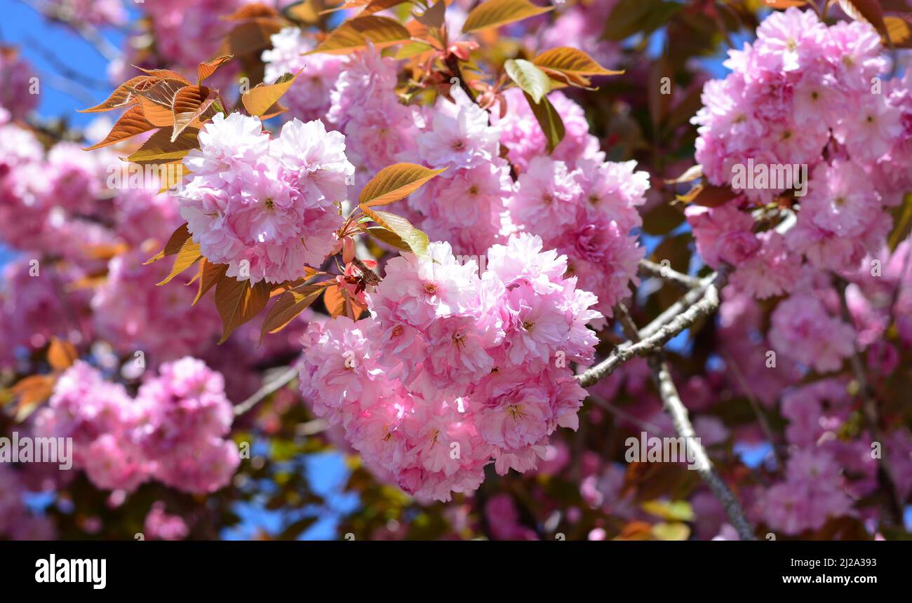 the beautiful colors of spring flowers Stock Photo - Alamy