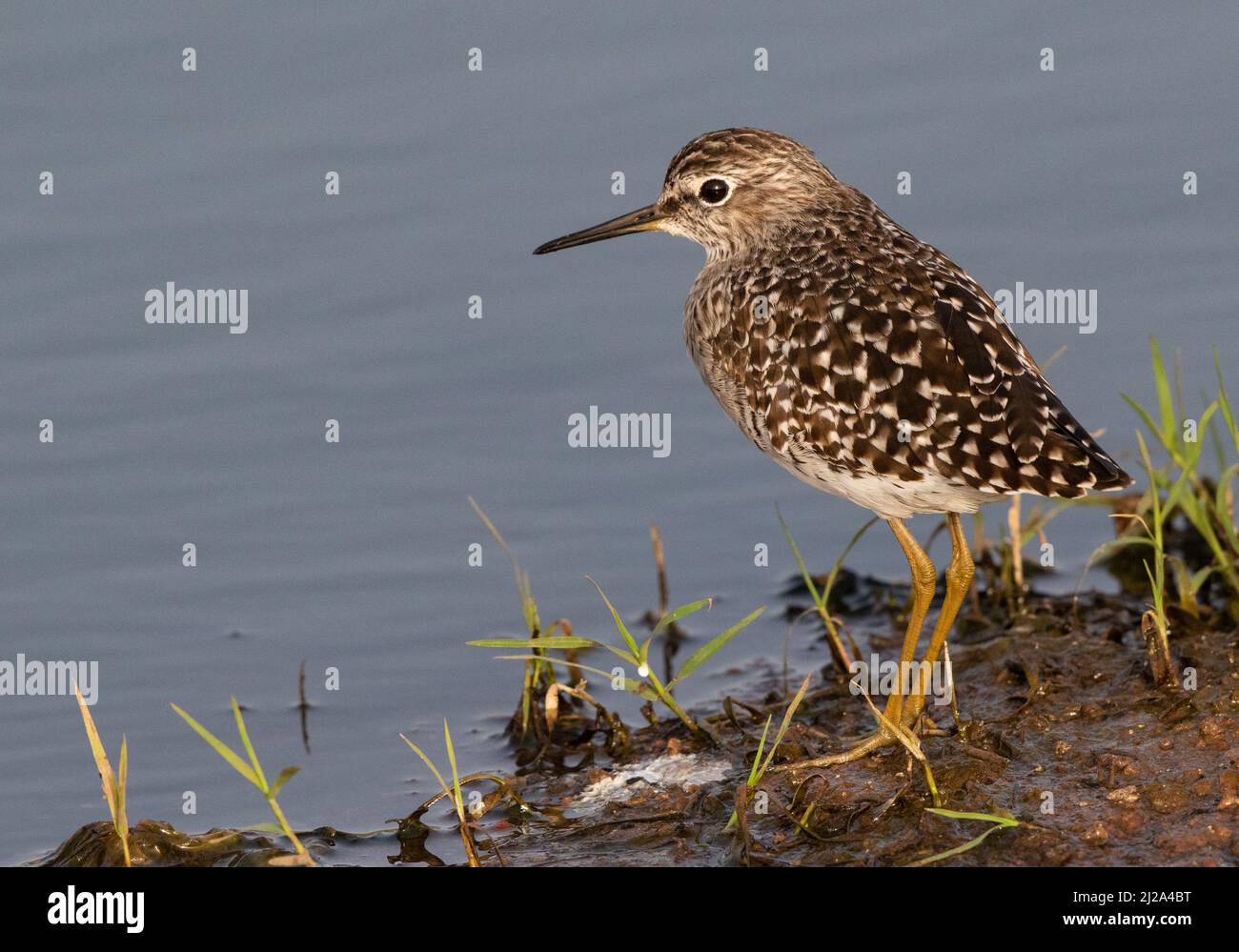Wood sandpipers tringa hi-res stock photography and images - Alamy