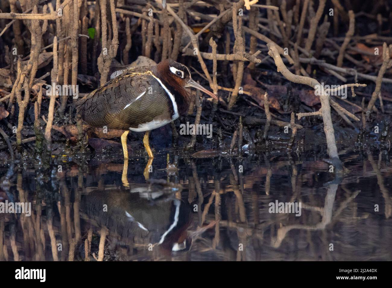 Greater Painted Snipe (Rostratula benghalensis Stock Photo - Alamy