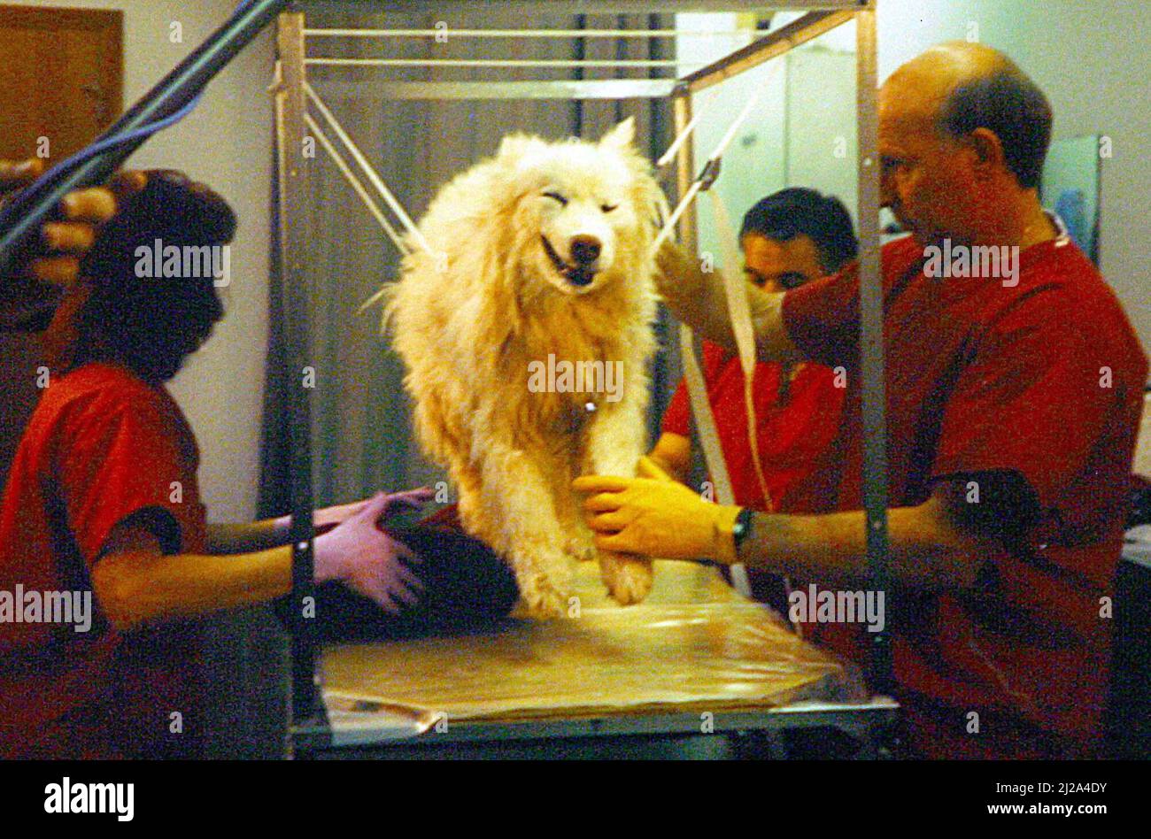 A SAMOYED DOG WHICH HAD BEEN MUMMIFIED 2 YEARS EARLIER REMOVED TO BE ...