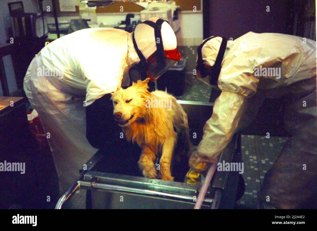 A SAMOYED DOG WHICH HAD BEEN MUMMIFIED 2 YEARS EARLIER IS REMOVED TO BE ...