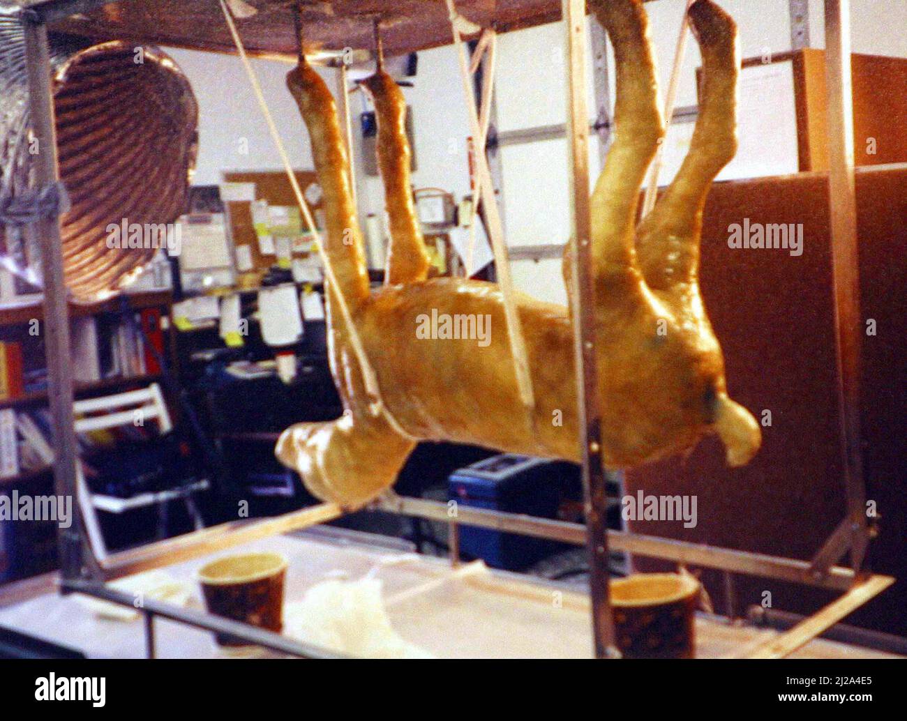 DOG IS CAREFULLY SUSPENDED INORDER TO AID WRAPPING IN BANDAGES DURING ...
