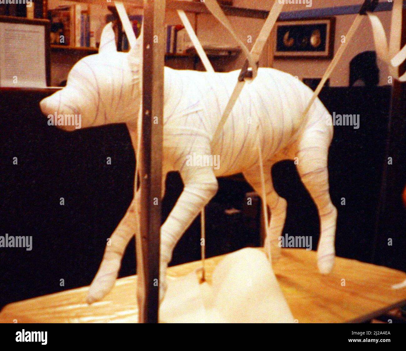 DOG IS CAREFULLY WRAPPED IN BANDAGES DURING MUMMIFICATION PROCESS. 15 ...