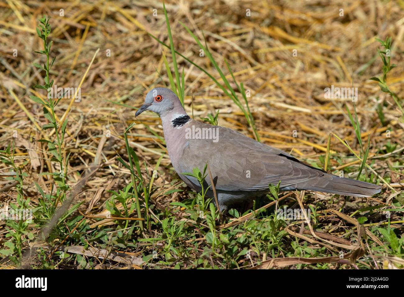 African Mourning Dove (Streptopelia decipiens Stock Photo - Alamy