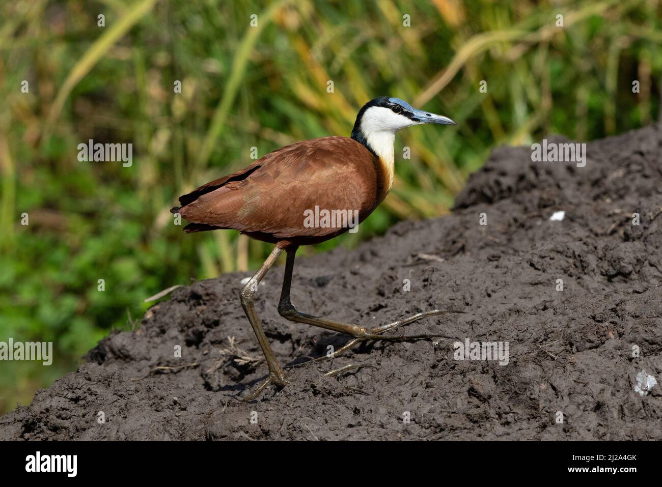 African Jacana (Actophilornis africanus Stock Photo - Alamy