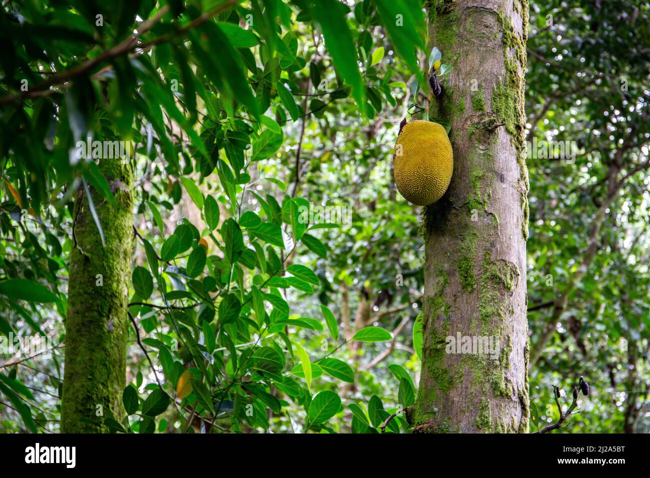 Single jackfruit (Artocarpus heterophyllus) fruit growing on a tree on ...
