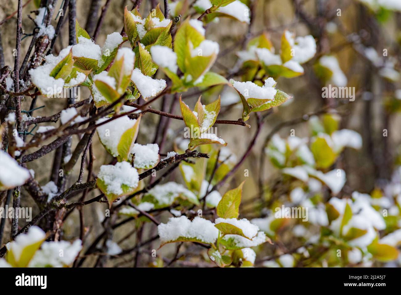 Spring snow 31st March 2022 affecting tender plants Actinidia kolomikta ...