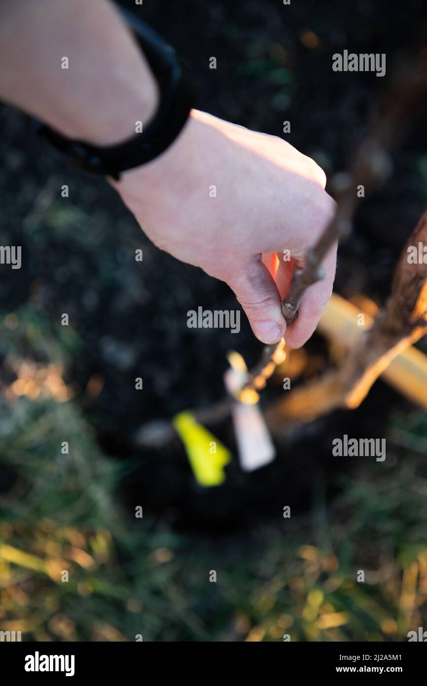 planting a tree in springtime new life concept Stock Photo - Alamy