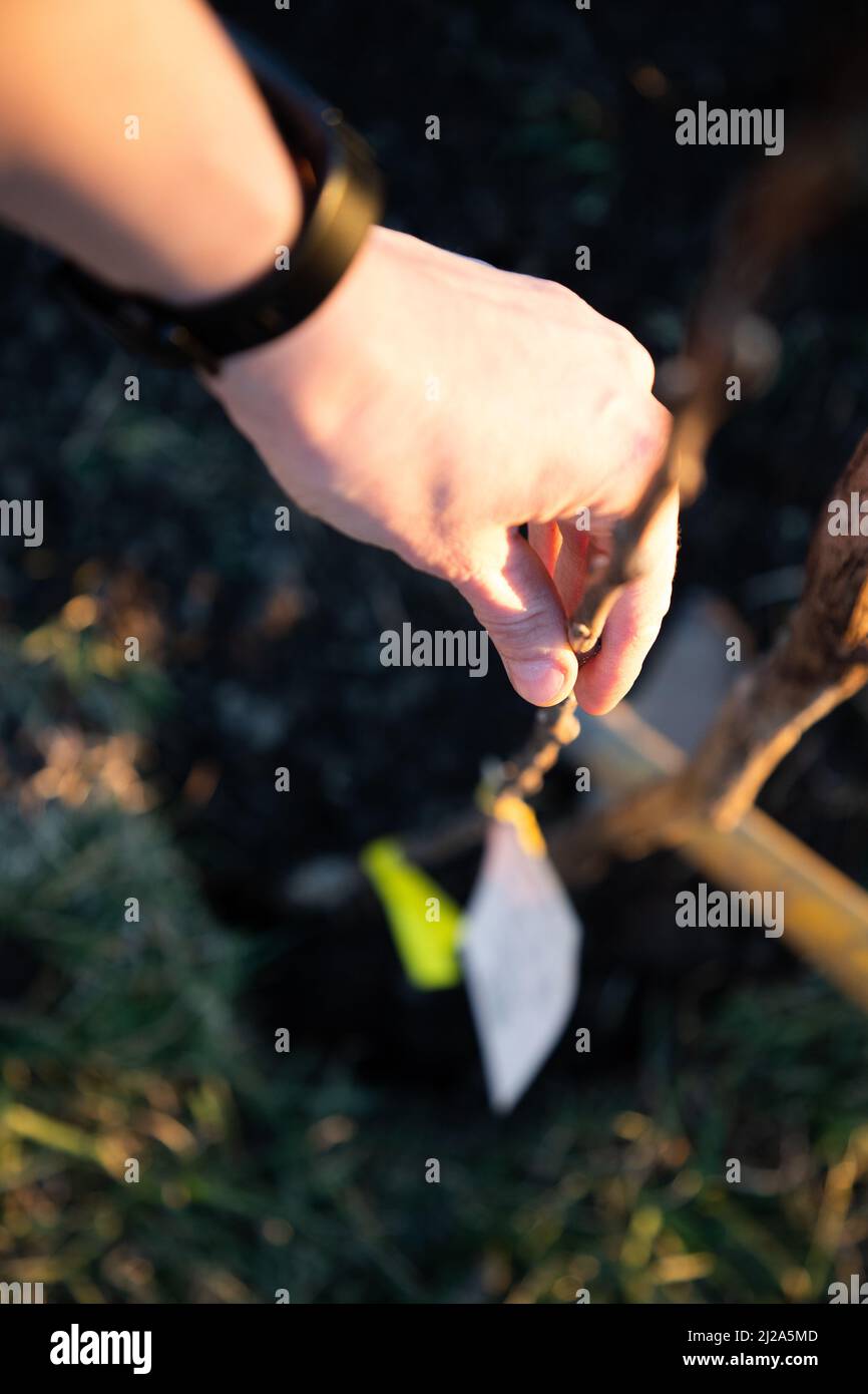 planting a tree in springtime new life concept Stock Photo - Alamy