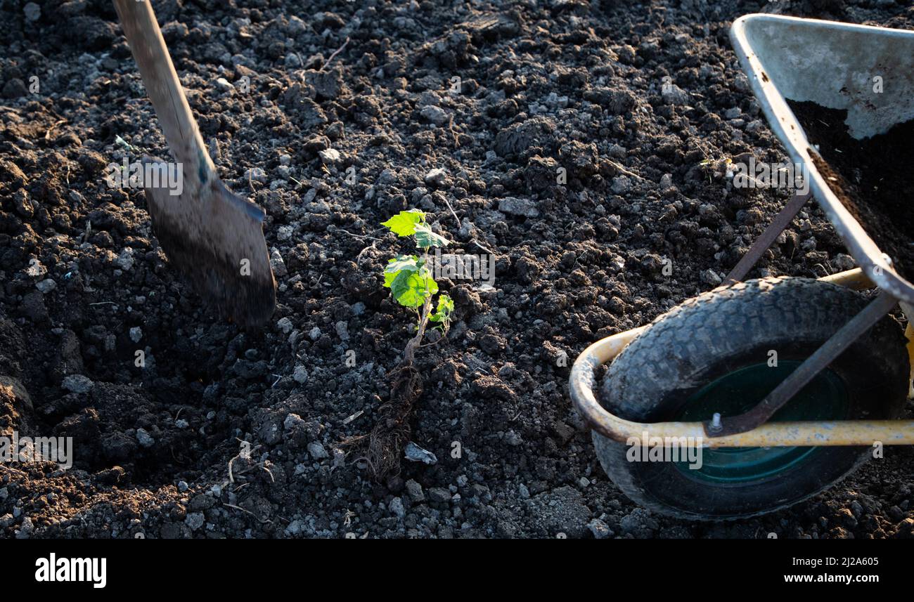 planting a tree in springtime new life concept Stock Photo - Alamy
