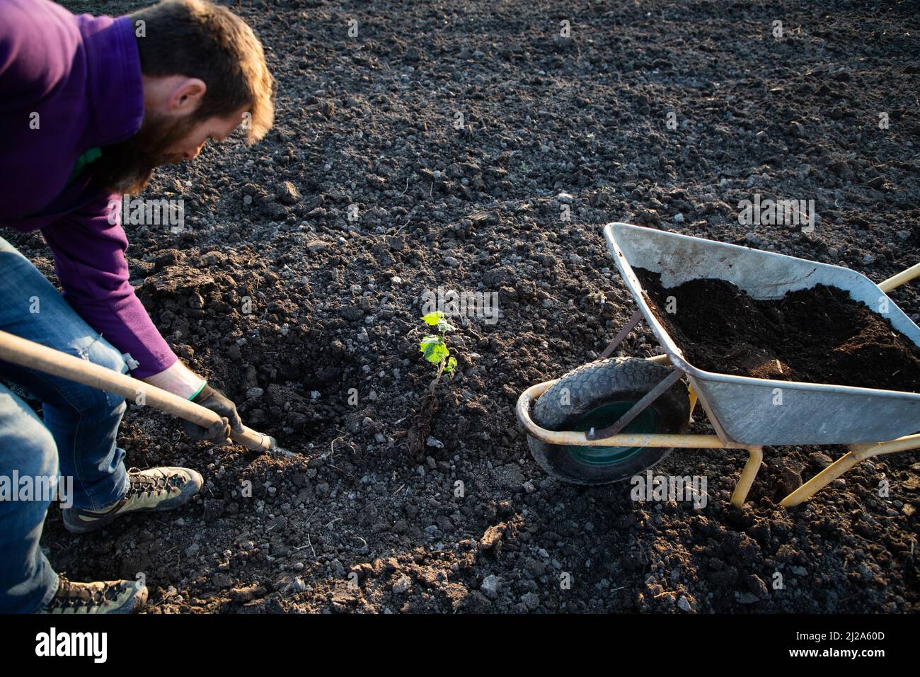 planting a tree in springtime new life concept Stock Photo - Alamy