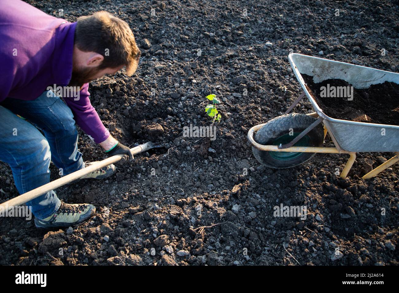 planting a tree in springtime new life concept Stock Photo - Alamy