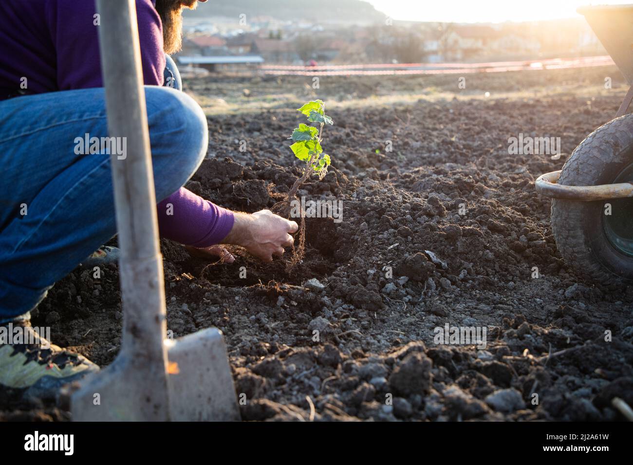 planting a tree in springtime new life concept Stock Photo - Alamy