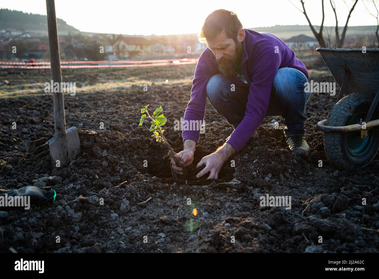 planting a tree in springtime new life concept Stock Photo - Alamy