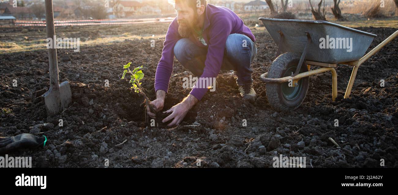planting a tree in springtime new life concept Stock Photo - Alamy