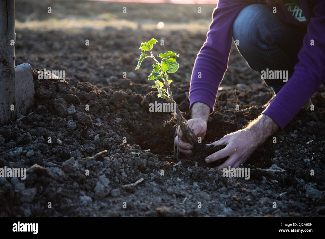 planting a tree in springtime new life concept Stock Photo - Alamy