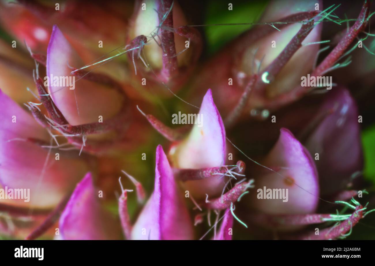 Seed pods with threads on an autumn plant. Very original attractive ...