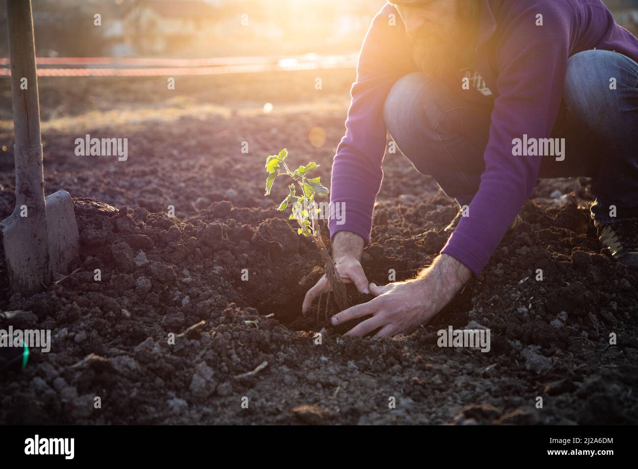 planting a tree in springtime new life concept Stock Photo - Alamy