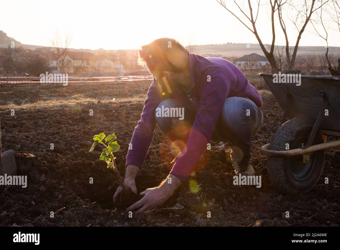 planting a tree in springtime new life concept Stock Photo - Alamy